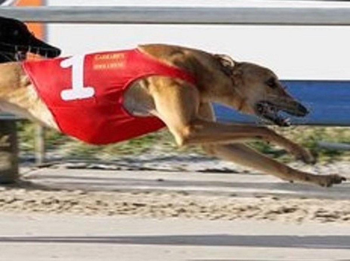 Greyhounds and circus performers – History Out There