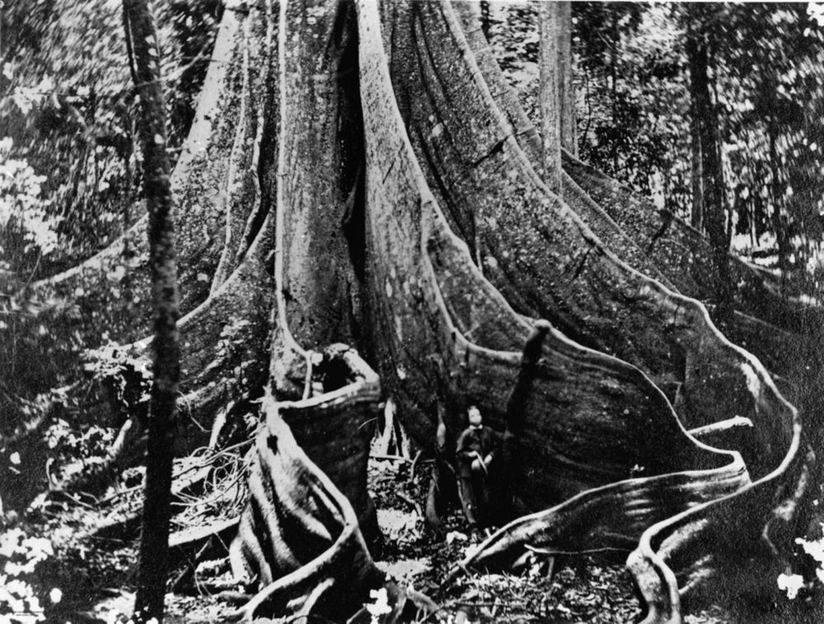 The love that killed a giant – History Out There