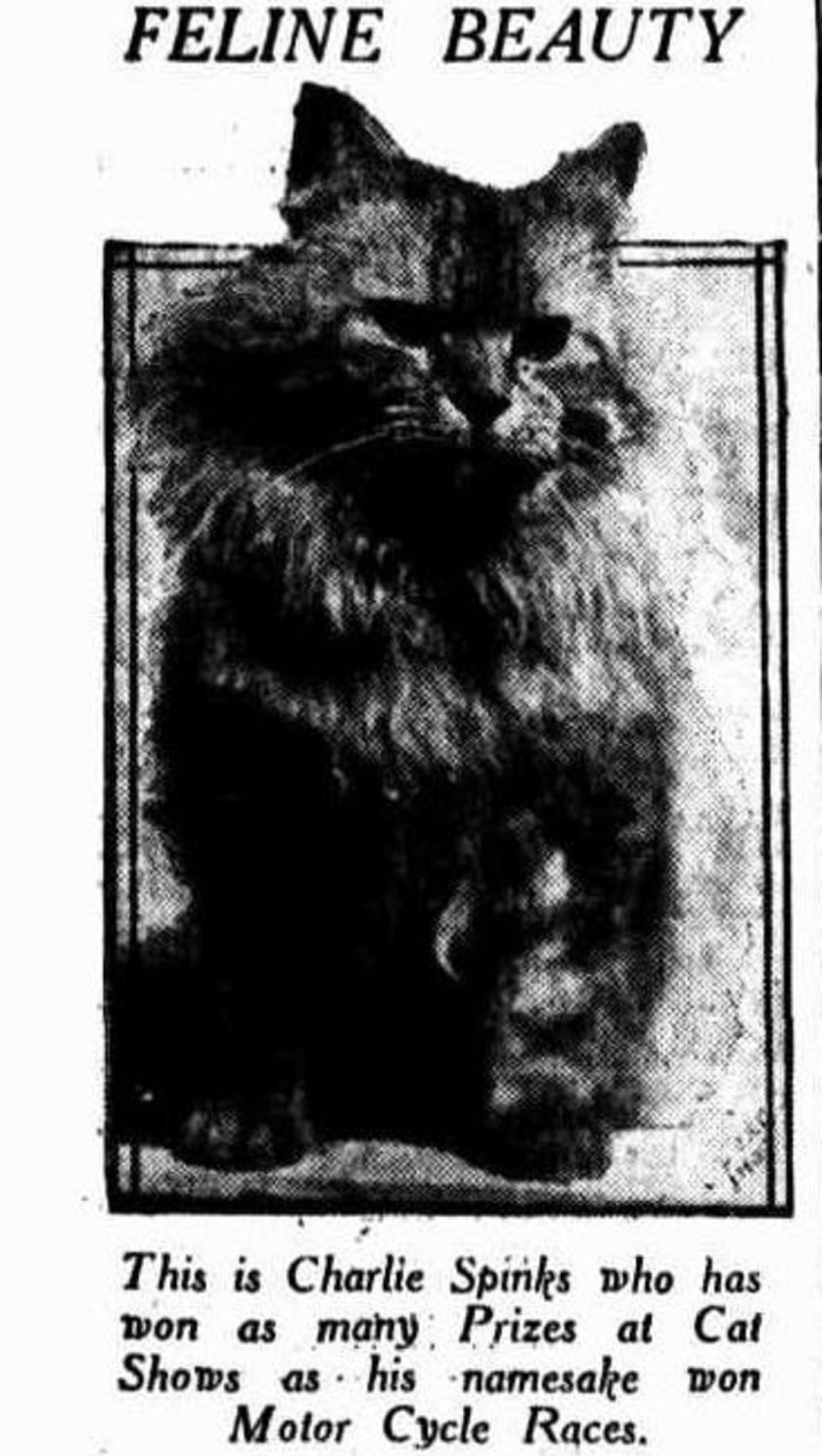 Top 4 greatest cats in history – History Out There