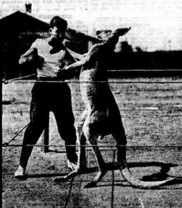 The Great Kangaroo Fight of 1894 – History Out There