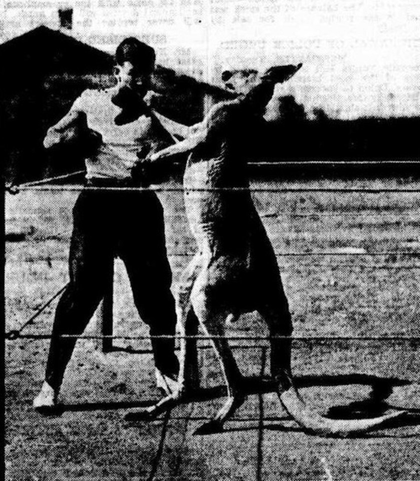 The Great Kangaroo Fight of 1894 – History Out There