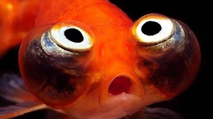 Curse of the raining fish – History Out There