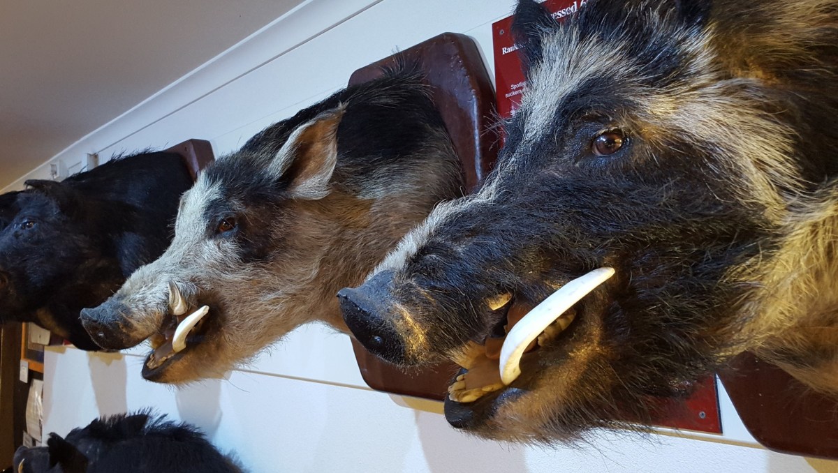 Death by Pig – History Out There